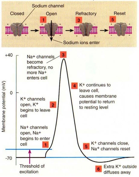 Ionic Currents
