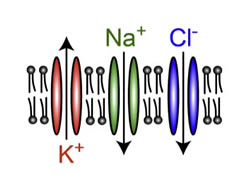 Ionic Currents