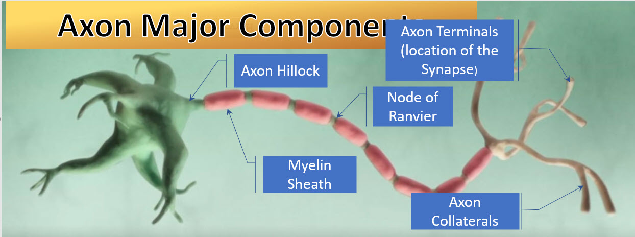 Axon